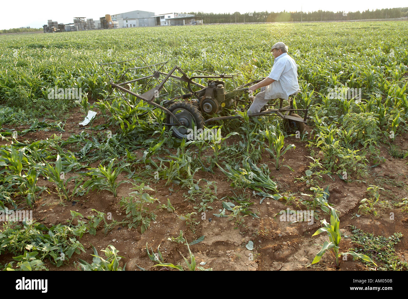 Sa Pobla Muro Summer crops Agriculture Mallorca Majorca Spain Europe ...