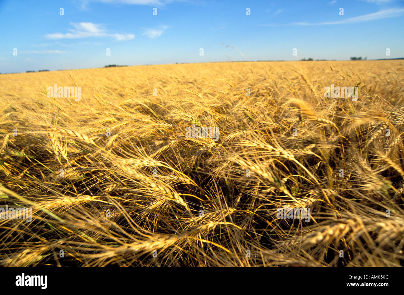 Wheat field in the Red River Valley of Minnesota Stock Photo - Alamy