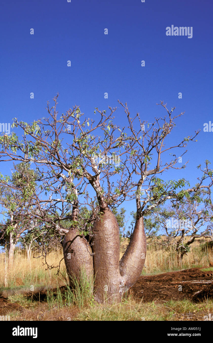 Australia, Western Australia, The Kimberley. Boab Trees (Adansonia ...