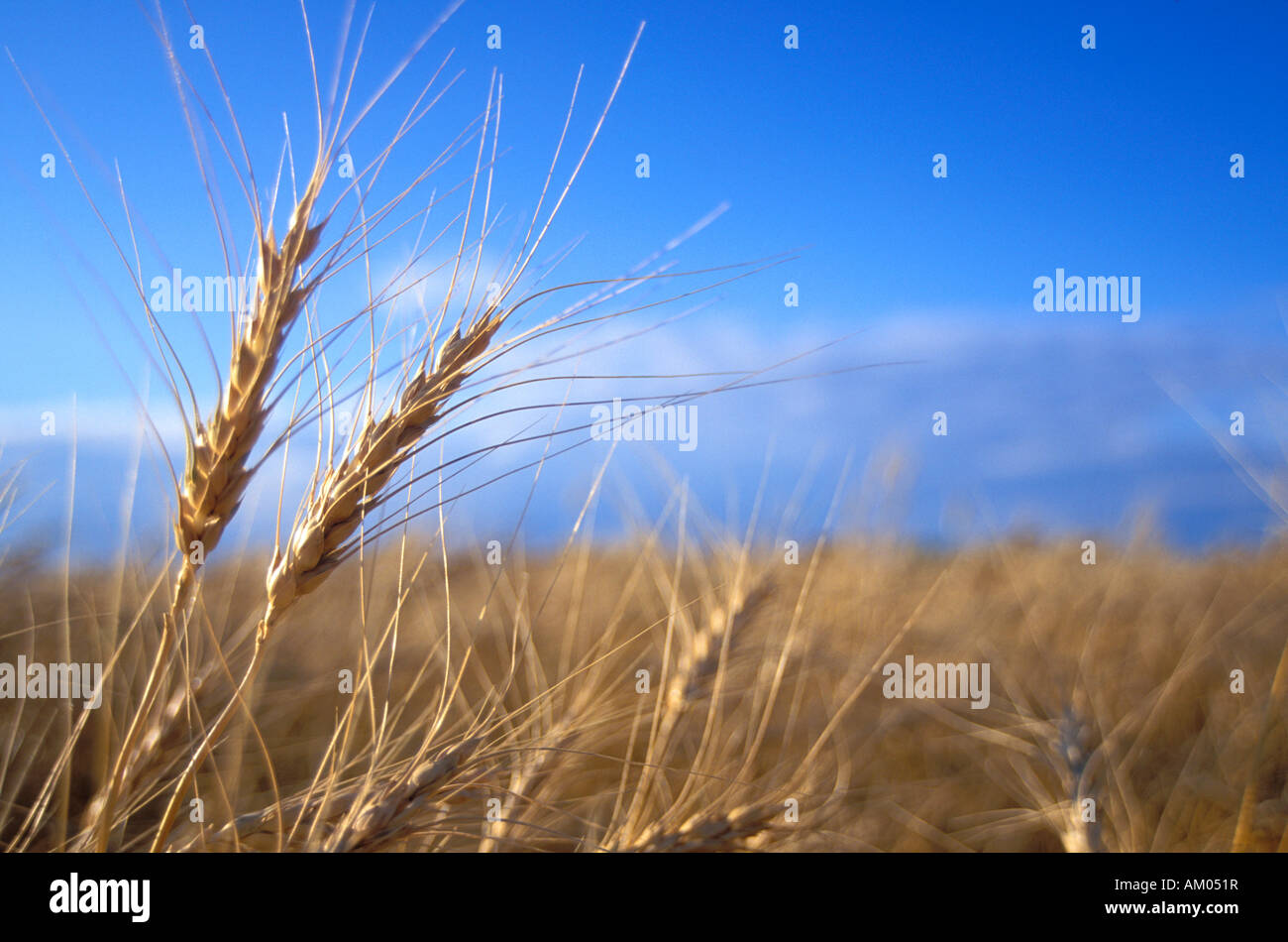 Wheat field in the Red River Valley of Minnesota Stock Photo - Alamy