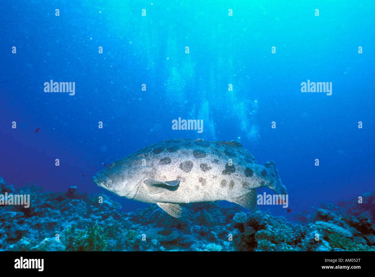Australia, Great Barrier Reef. Potato Cod (Epinephelus tukula Stock ...