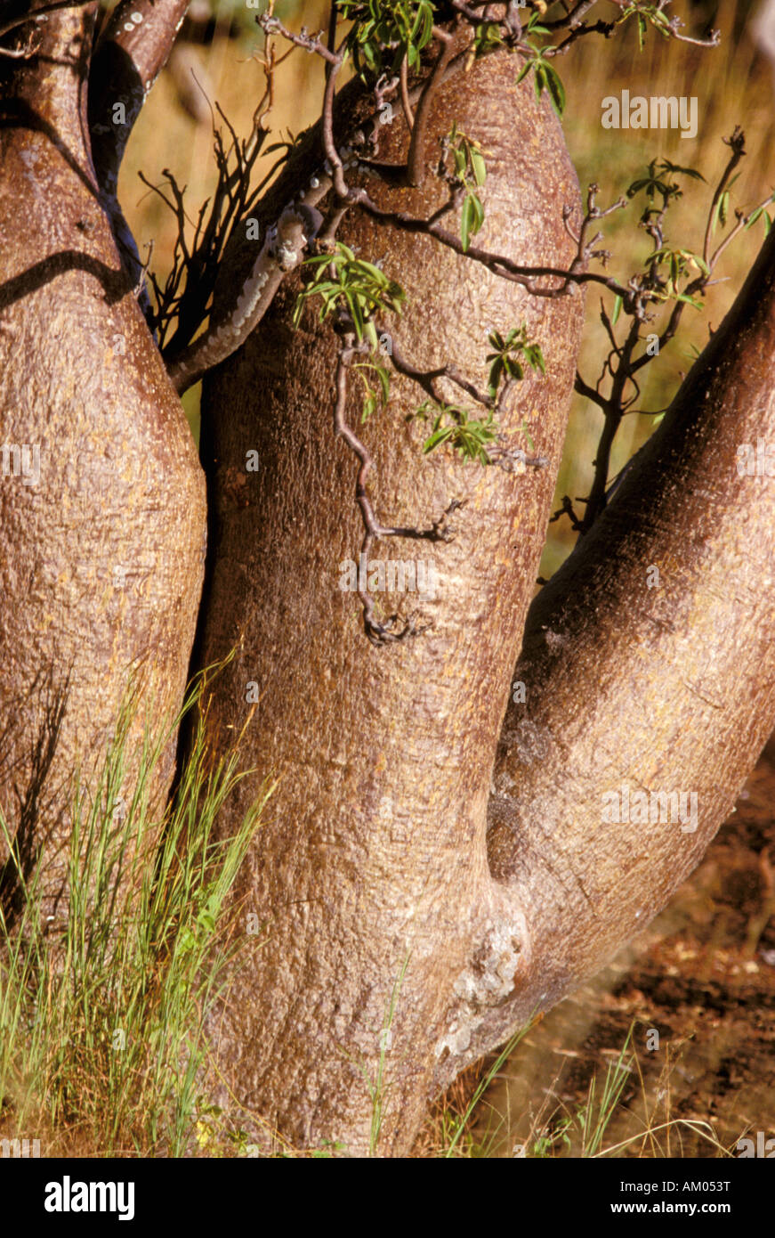 Australia, Western Australia, The Kimberley. Boab Trees (Adansonia ...