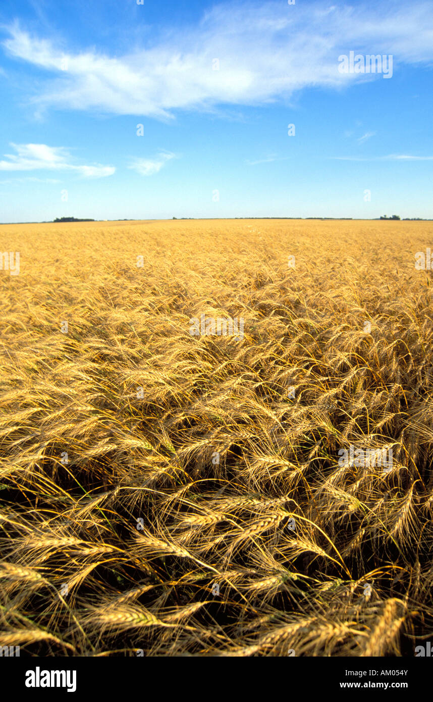 Wheat field in the Red River Valley of Minnesota Stock Photo - Alamy