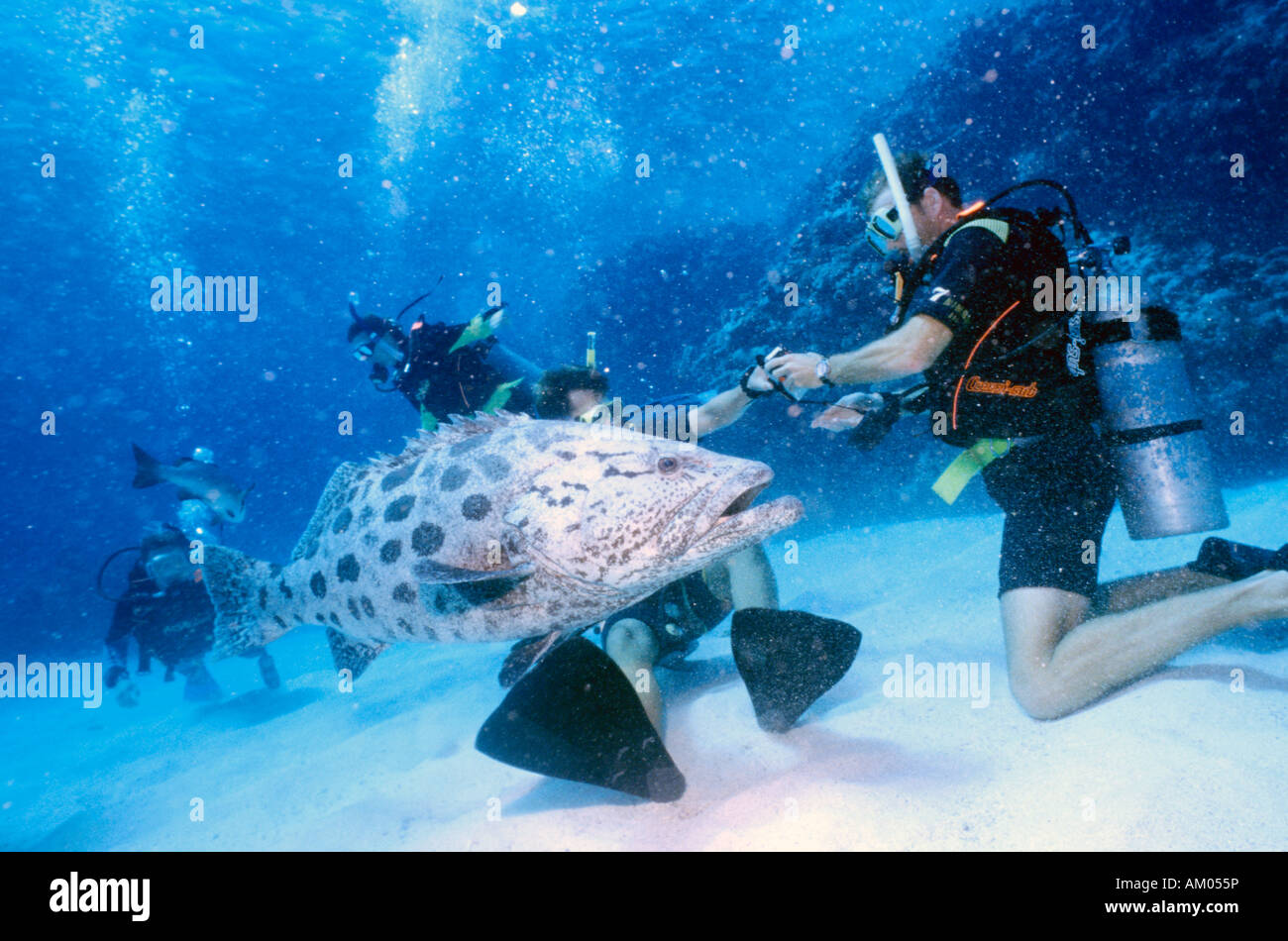 Australia, Great Barrier Reef. Potato Cod (Epinephelus tukula) at Cod ...