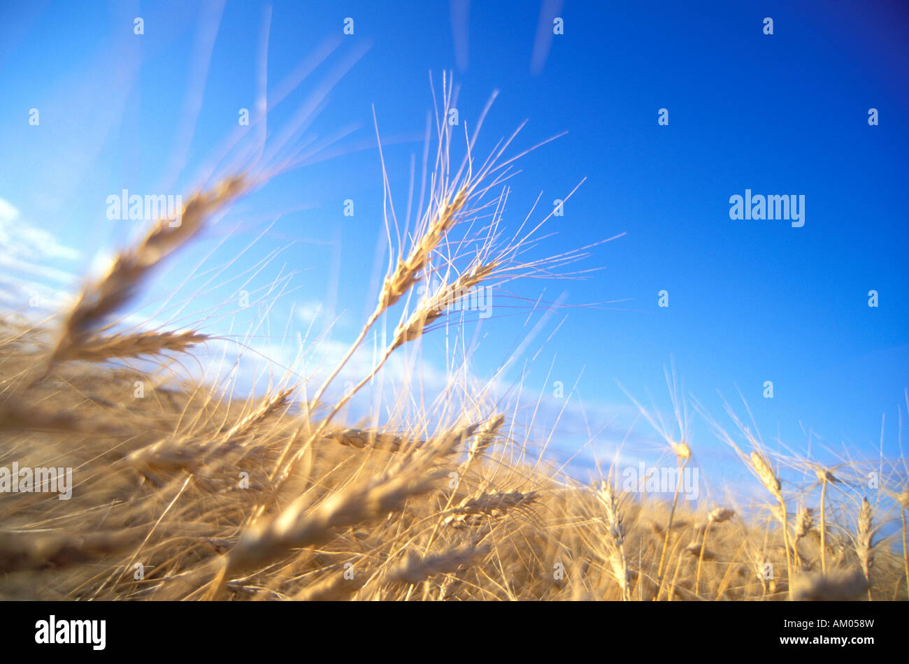 Wheat field in the Red River Valley of Minnesota Stock Photo - Alamy