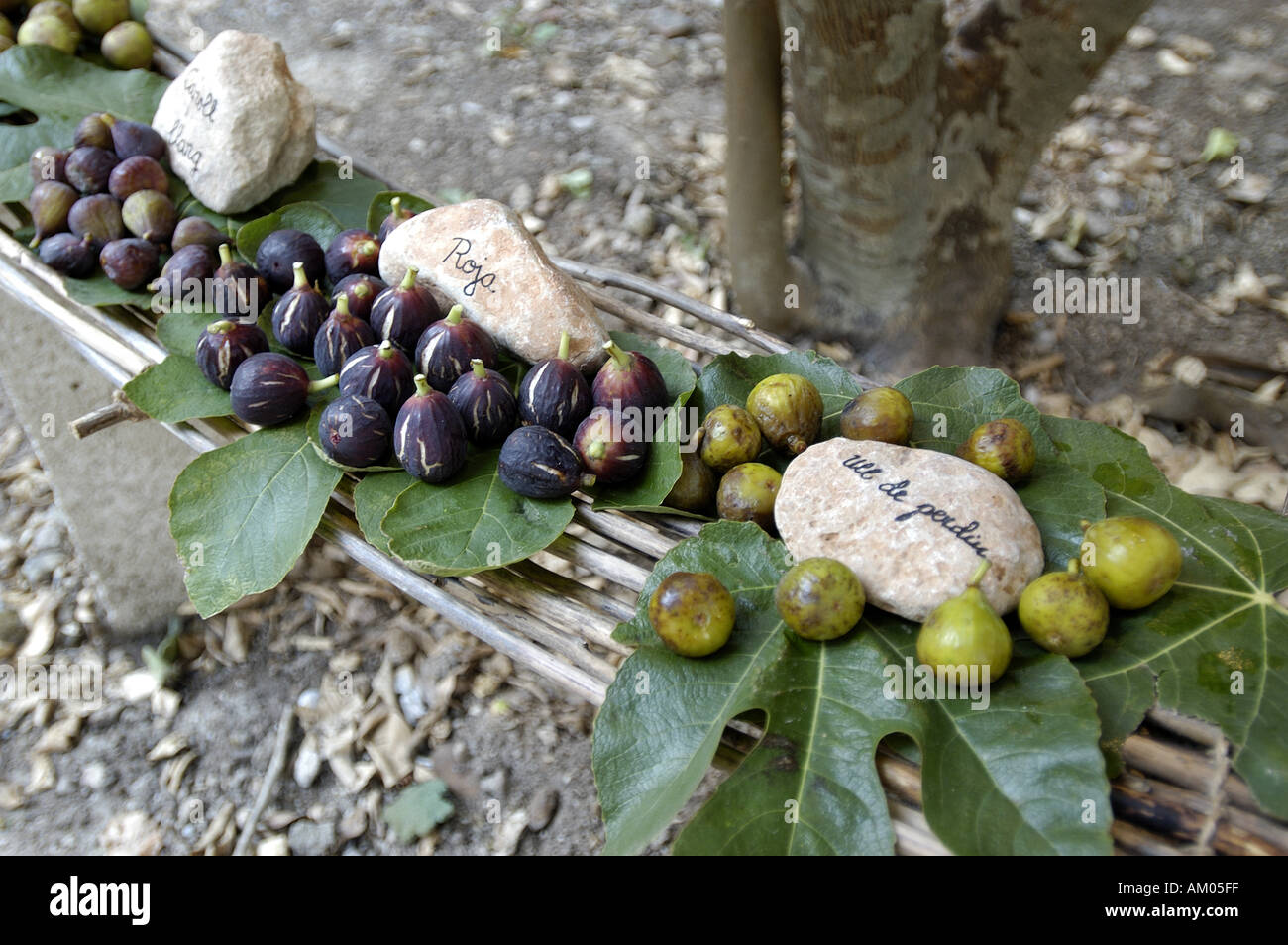 Various types of Figs on display at an outdoor stand Stock Photo - Alamy