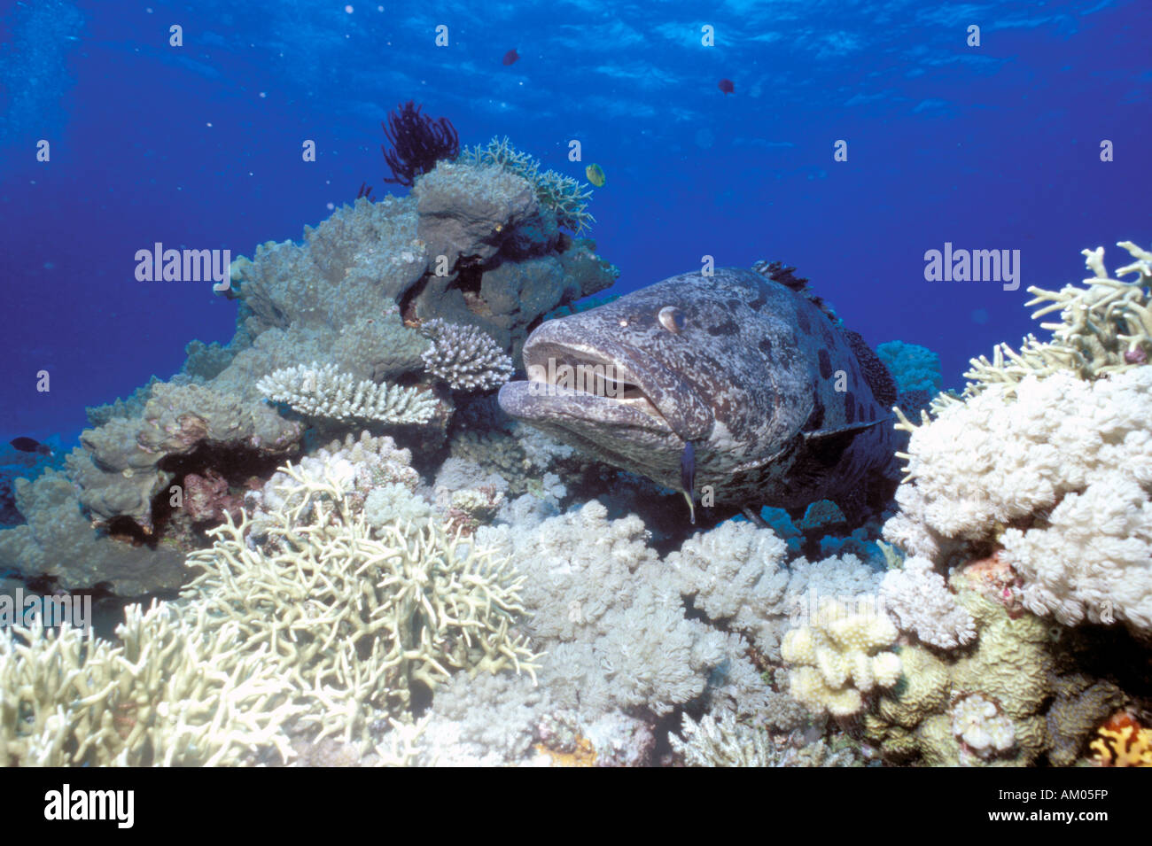 Australia, Great Barrier Reef. Potato Cod (Epinephelus tukula Stock ...