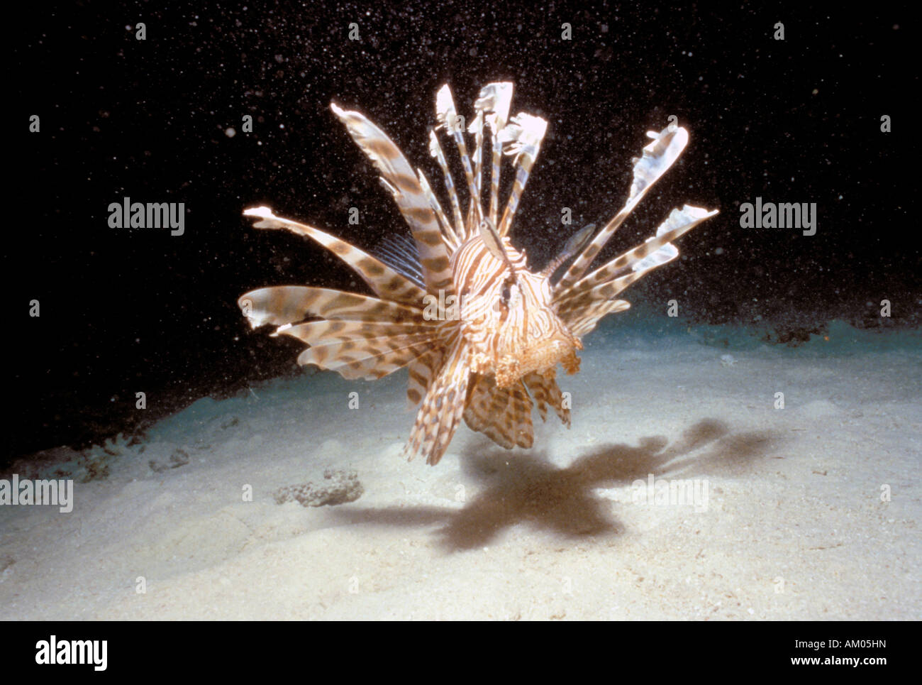 Australia, Great Barrier Reef. Red Firefish (Pterois volitans Stock ...