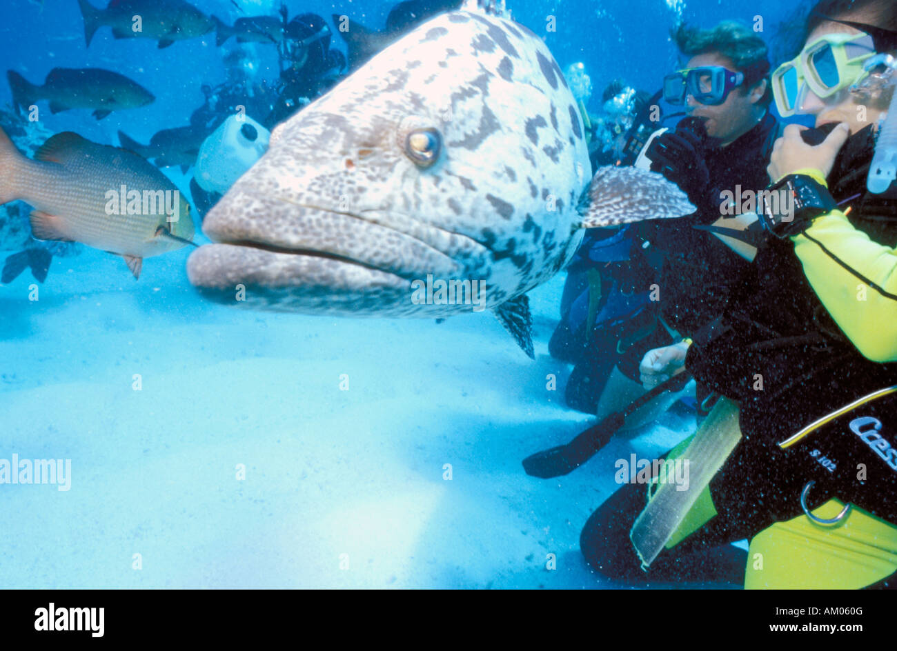 Australia, Great Barrier Reef. Tourists scuba diving at Cod Hole Stock ...