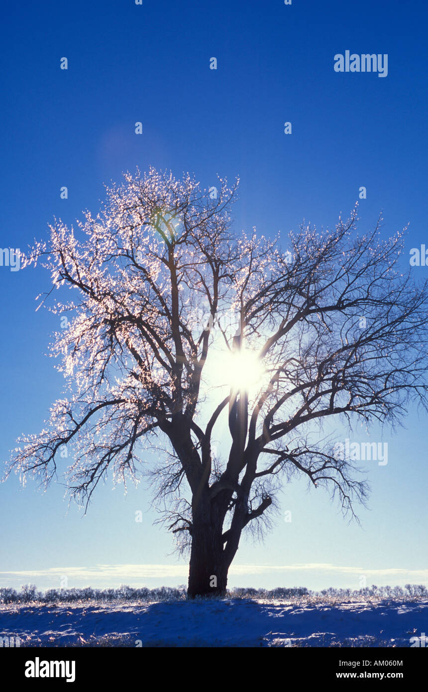 Ice covered tree Stock Photo - Alamy