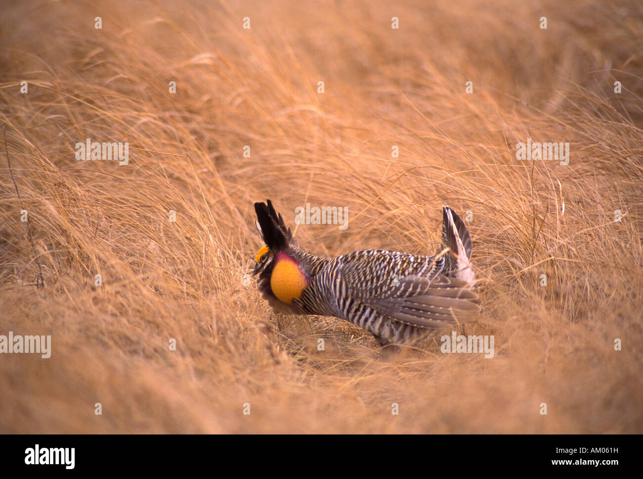Greater Prairie Chicken at Pankratz Memorial Prairie a Nature ...