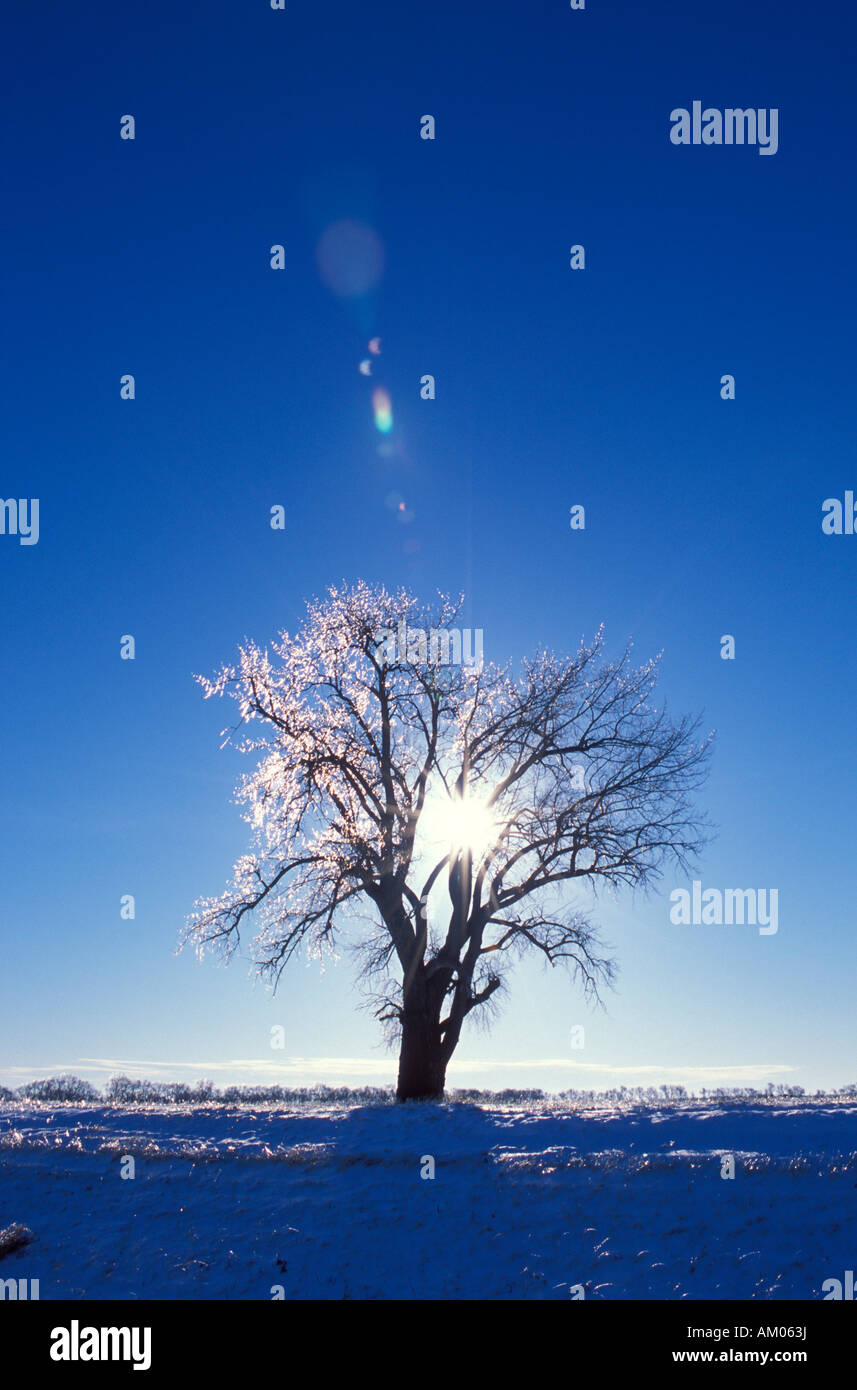 Ice covered tree Stock Photo - Alamy