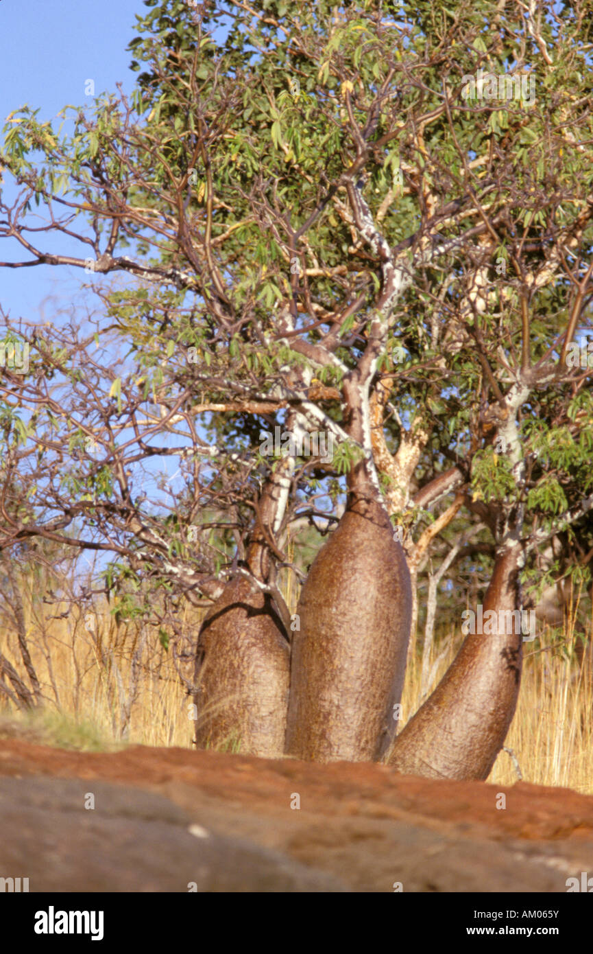 Australia, Western Australia, The Kimberley. Boab Trees (Adansonia ...