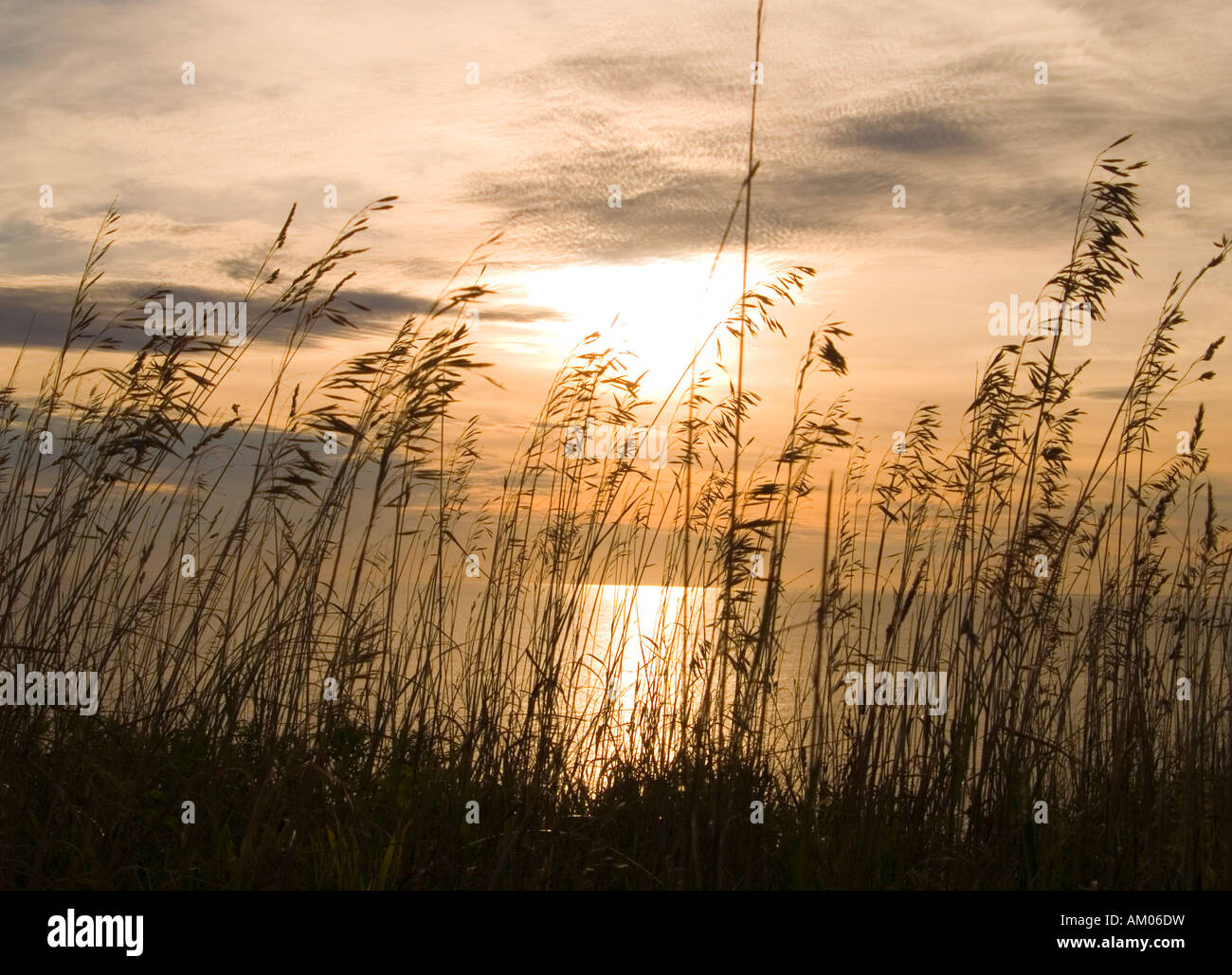 A view through the grass, sunset in Aquinnah at Martha's Vineyard USA ...