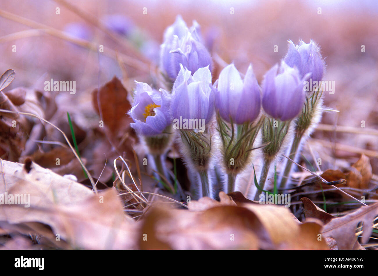 Prairie crocus or Pasque flowers Stock Photo - Alamy