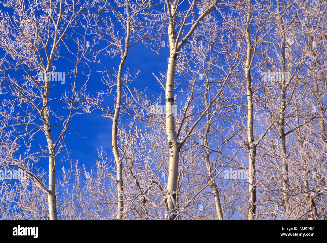 Frost covered Aspen trees in Minnesota Stock Photo - Alamy