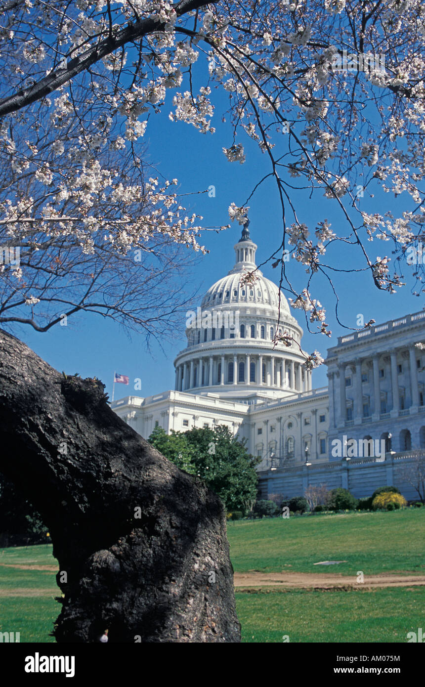 Cherry blossoms frame the dome of the Capitol Building Washington DC ...