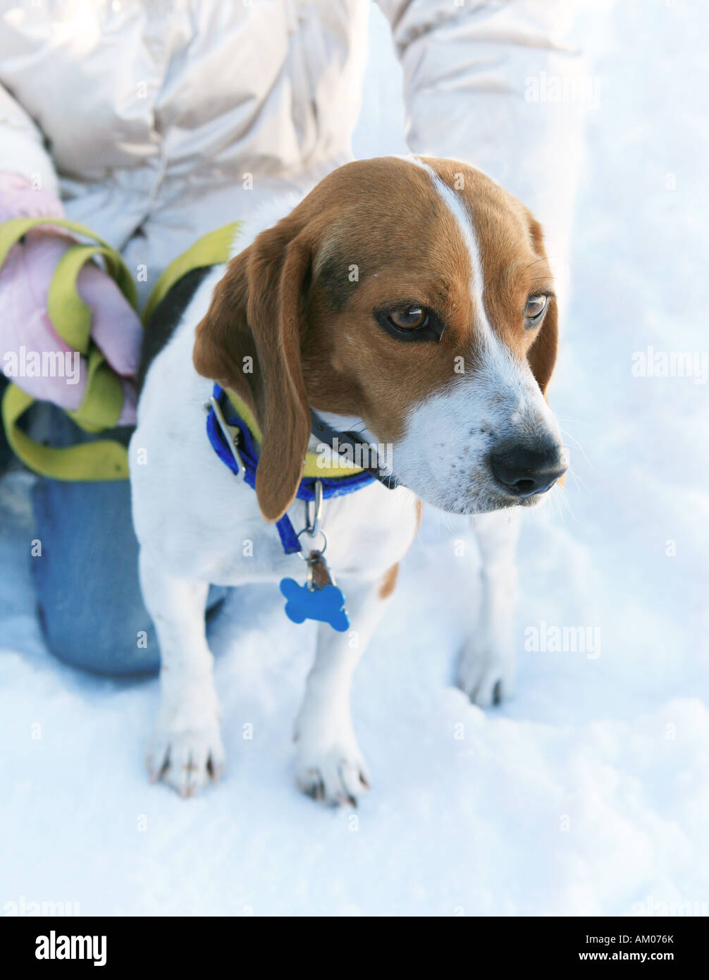 Beagle sitting snow hi-res stock photography and images - Alamy