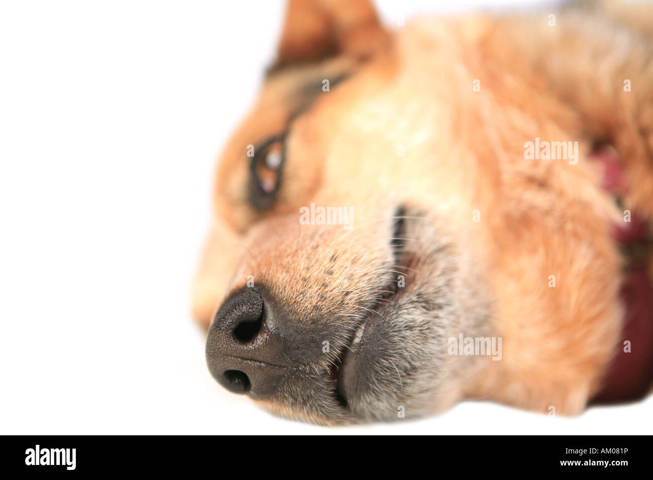 Australian Cattle Dog also known as red Heeler isolated on white Stock ...