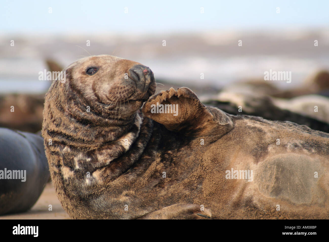 Grey Seals Donna Nook Lincolnshire Stock Photo - Alamy