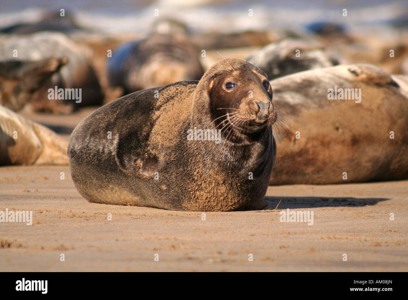 Grey Seals Donna Nook Lincolnshire Stock Photo - Alamy