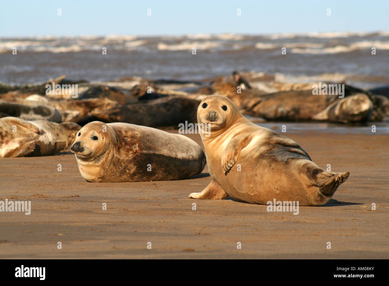 Grey Seals Donna Nook Lincolnshire Stock Photo - Alamy