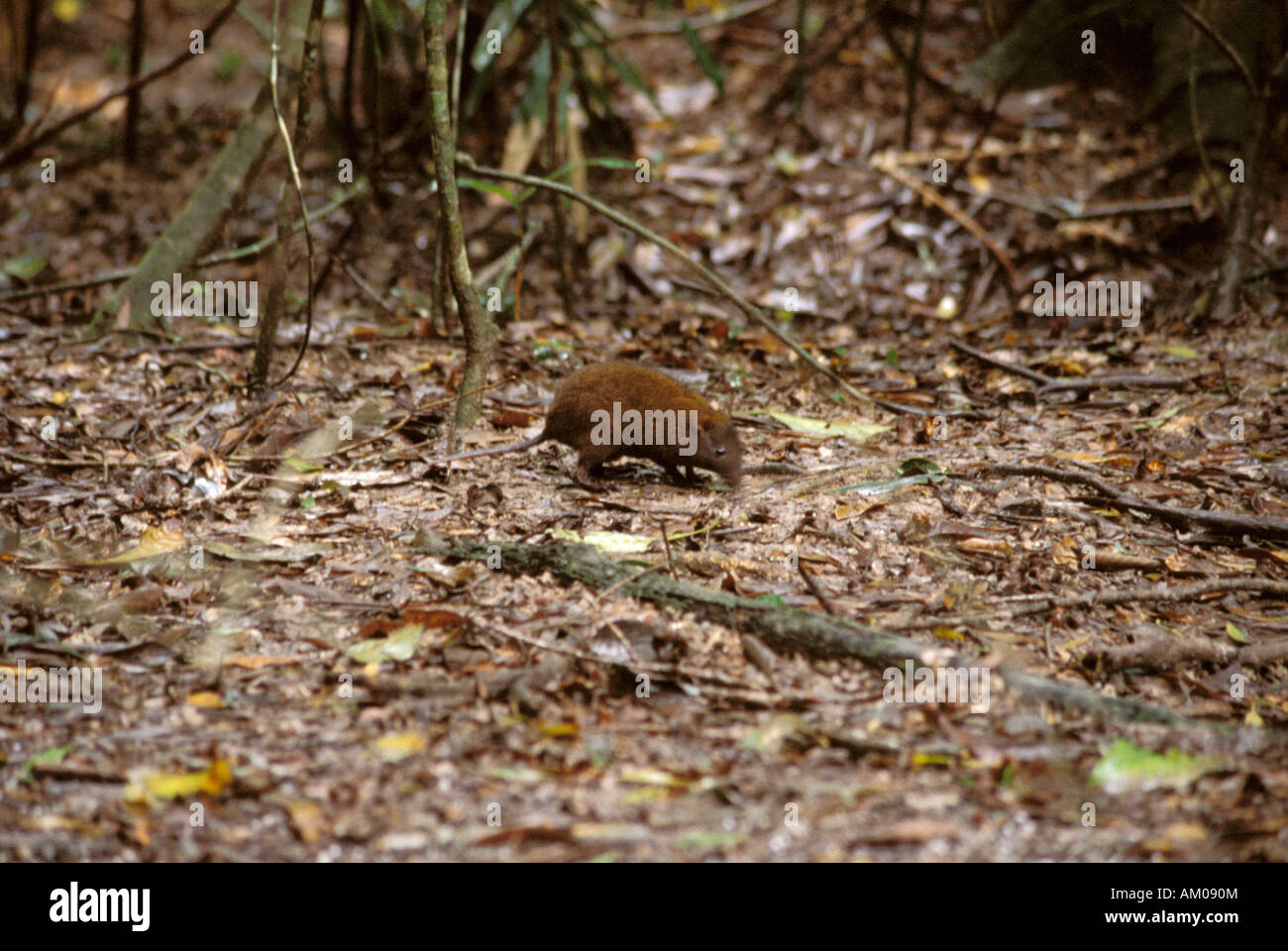 Australia, Daintree National Forest. Musky Rat Kangaroo Stock Photo - Alamy
