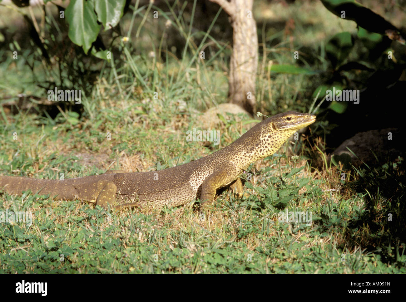 Australia, Lizard Island. Lizard Stock Photo - Alamy