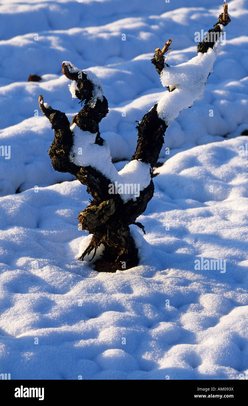 France, Vaucluse, vine under the snow, around Apt Stock Photo - Alamy
