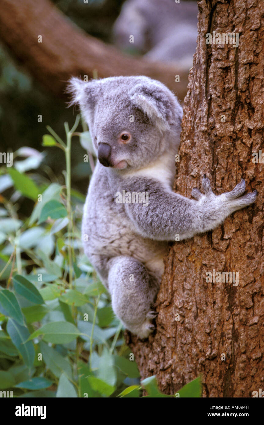 Toranga zoo hi-res stock photography and images - Alamy