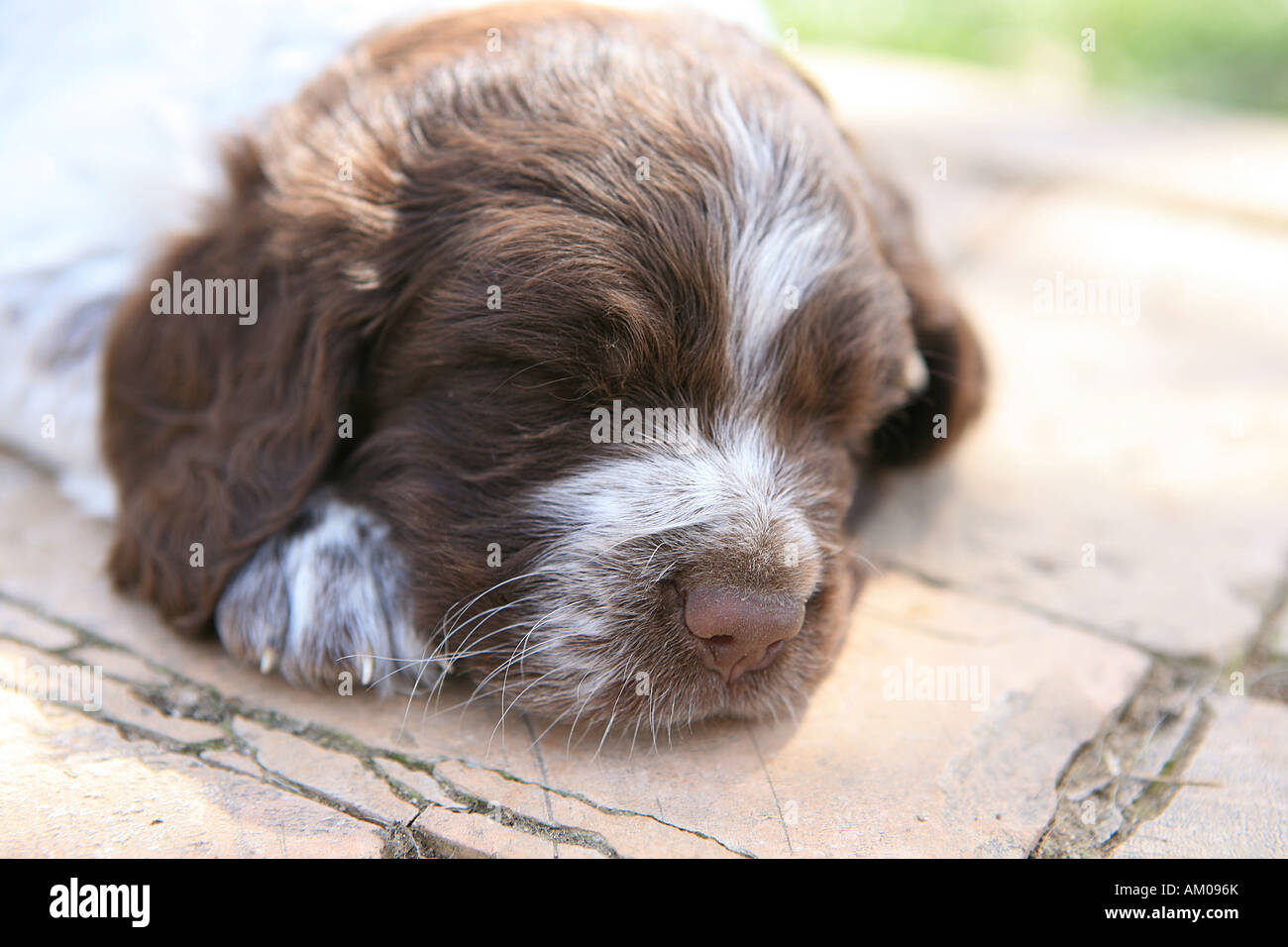 small munsterlander,Hunting dog puppy sleeping on bricks Stock Photo ...
