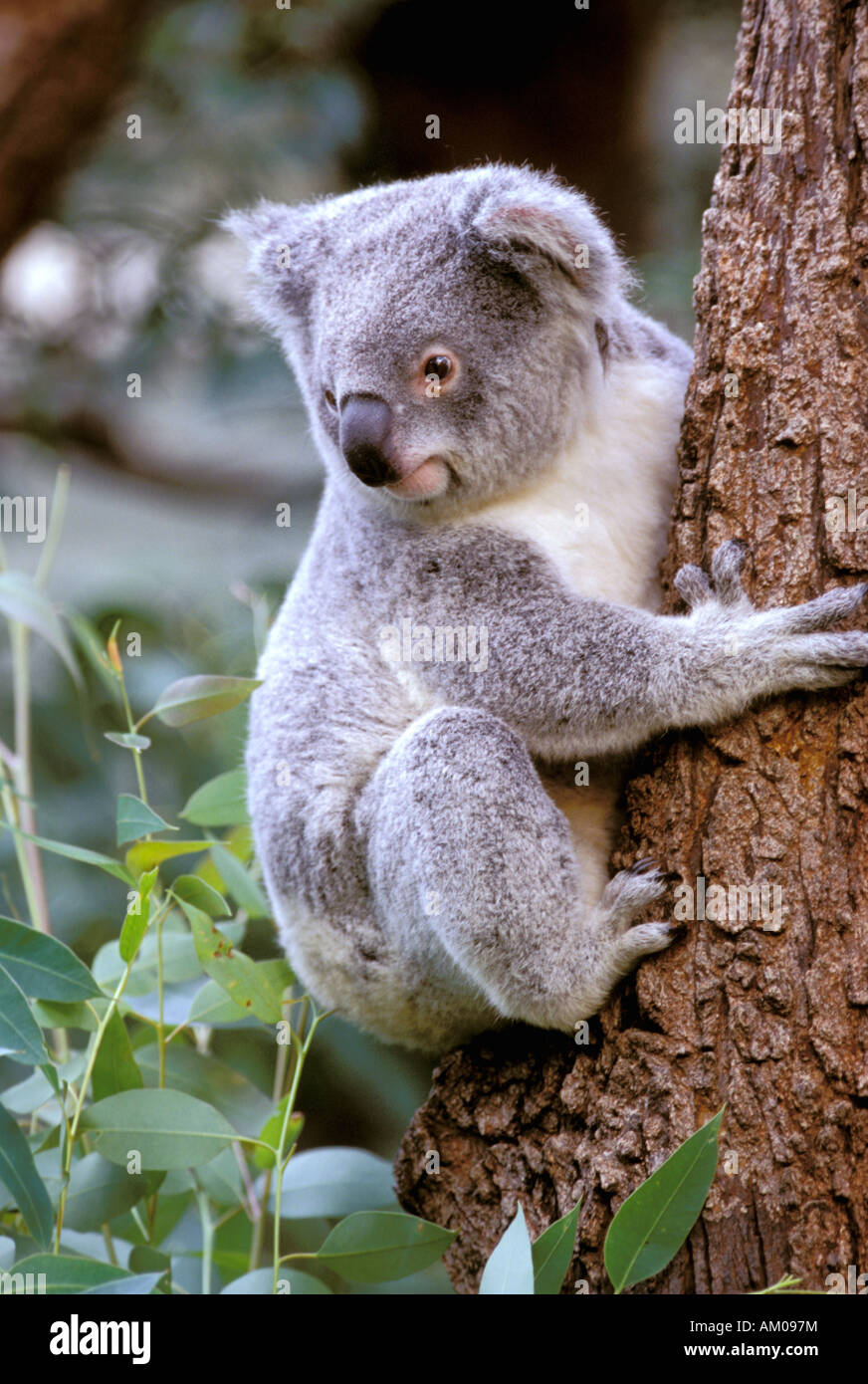 Toranga zoo hi-res stock photography and images - Alamy