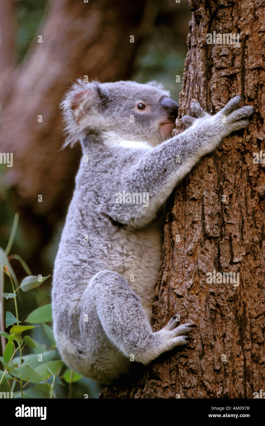 Toranga zoo hi-res stock photography and images - Alamy