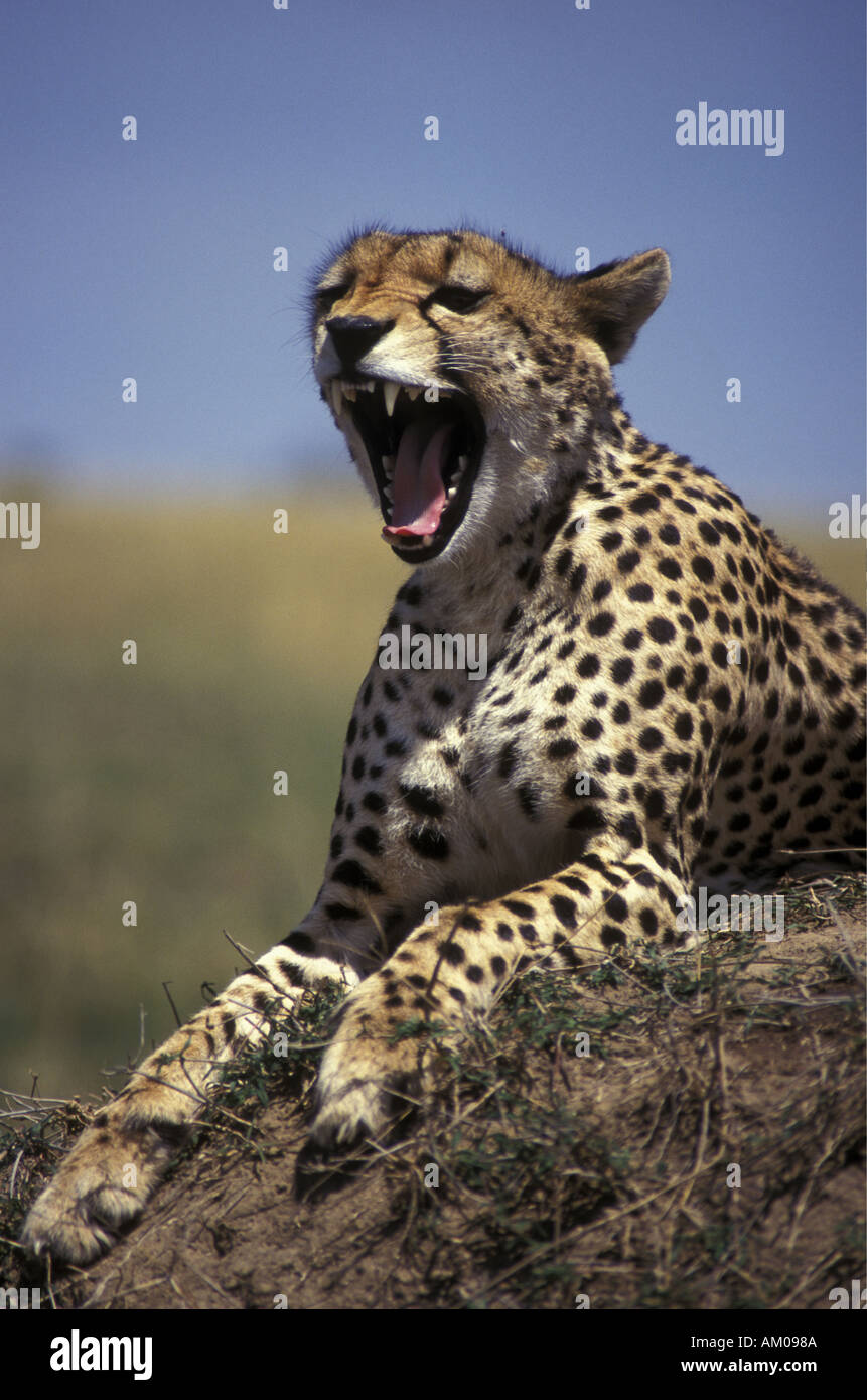 Cheetah with teeth showing hi-res stock photography and images - Alamy