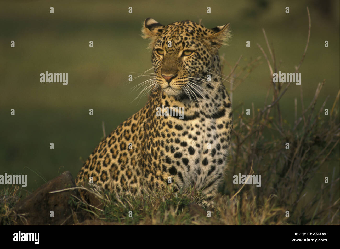 Rosettes sitting hi-res stock photography and images - Alamy