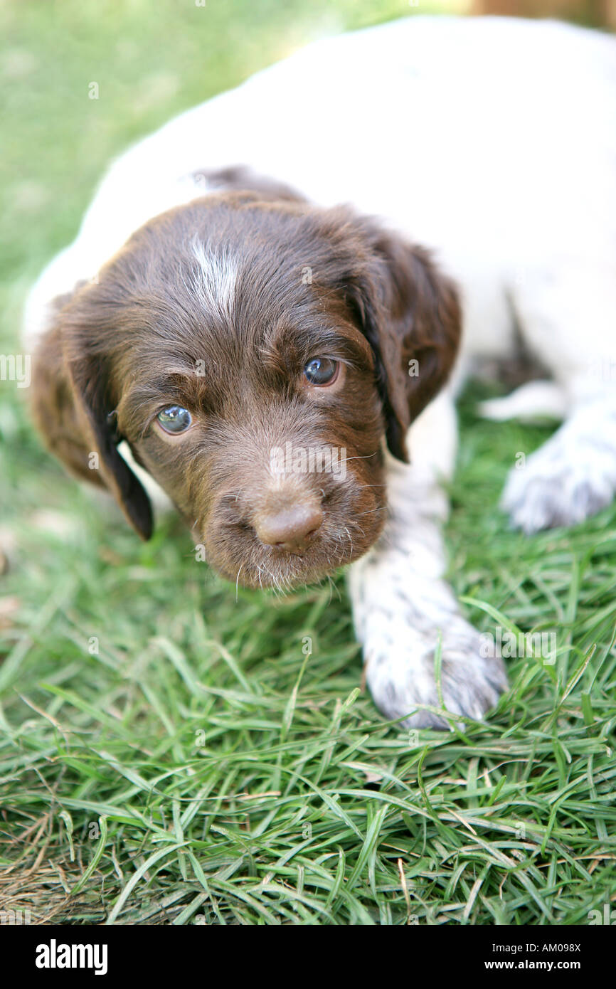 Cute small munsterlander Hunting Dog Puppy in the Grass Stock Photo - Alamy