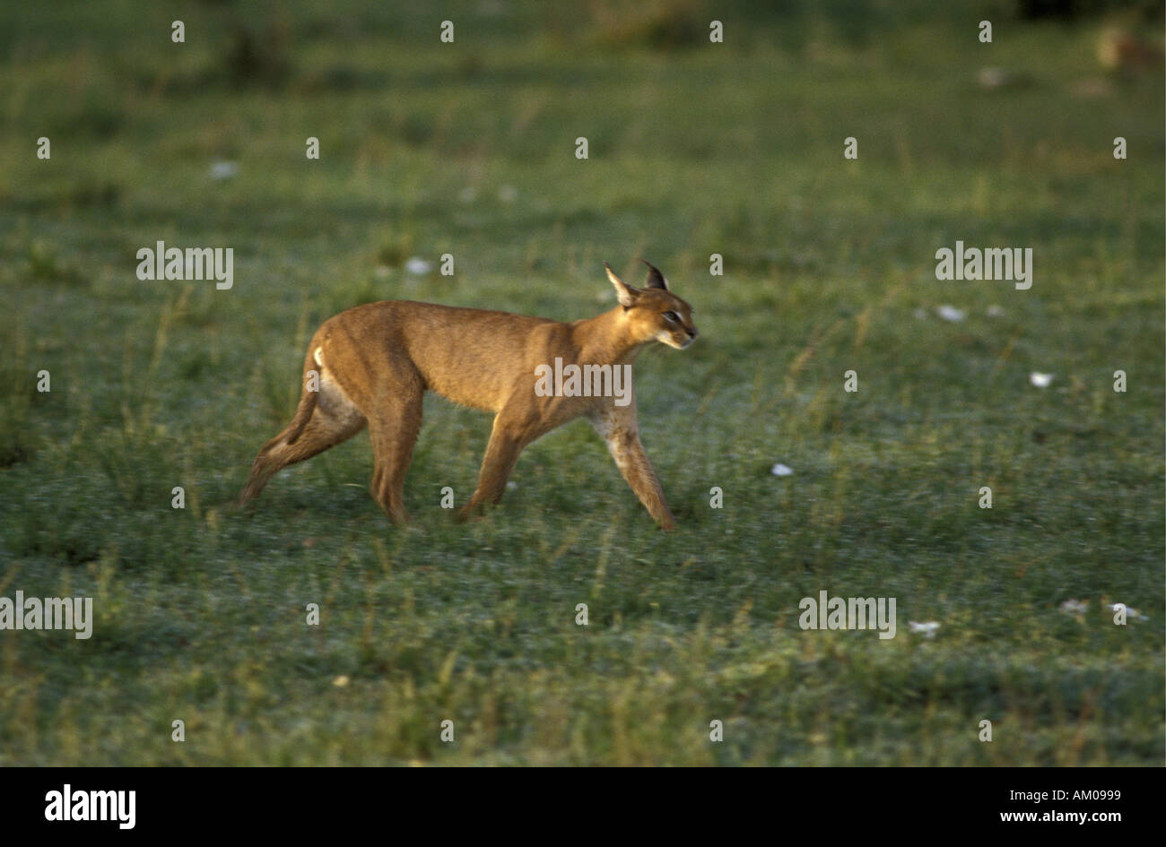 Caracal meat eater hi-res stock photography and images - Alamy