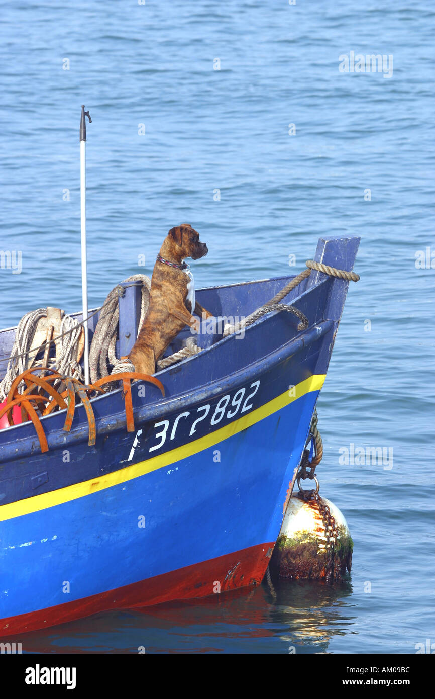 Fishing Boats And Dogs