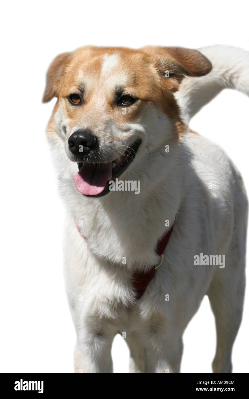 Mixed Breed Dog isolated Stock Photo - Alamy