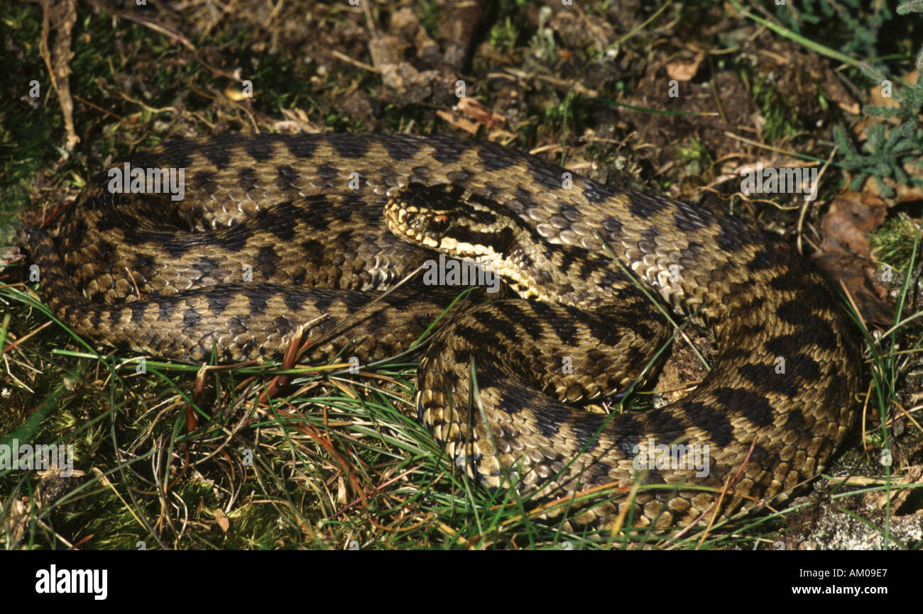 Venomous Snake British Isles High Resolution Stock Photography and ...