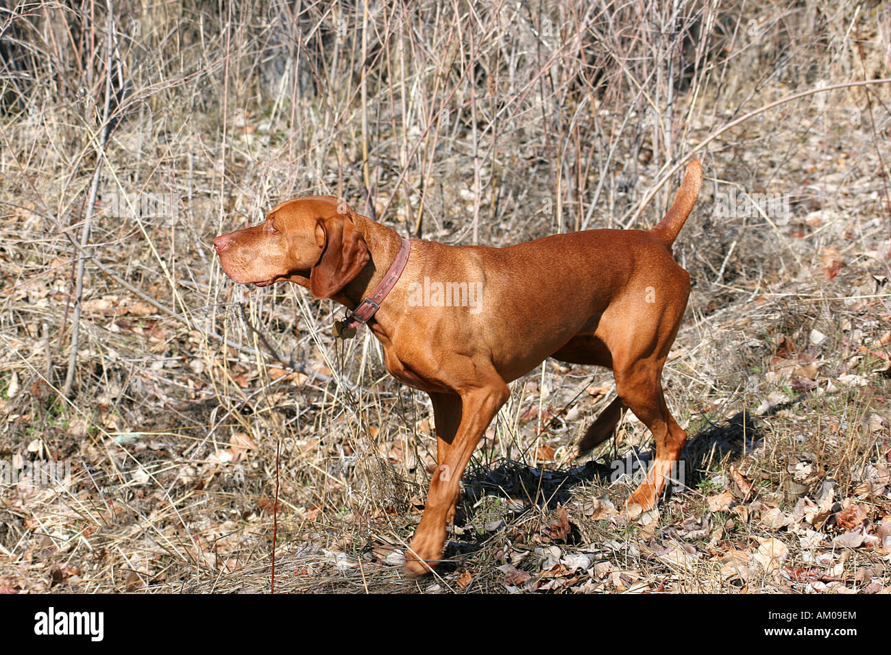 Vizsla dog in the field Stock Photo - Alamy