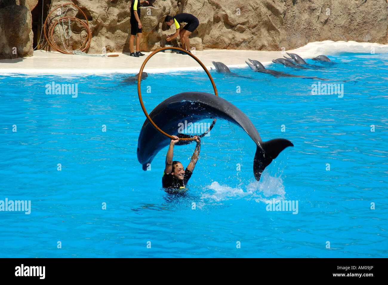 Dolphin show, Loro parque, Tenerife, Canary islands Stock Photo - Alamy