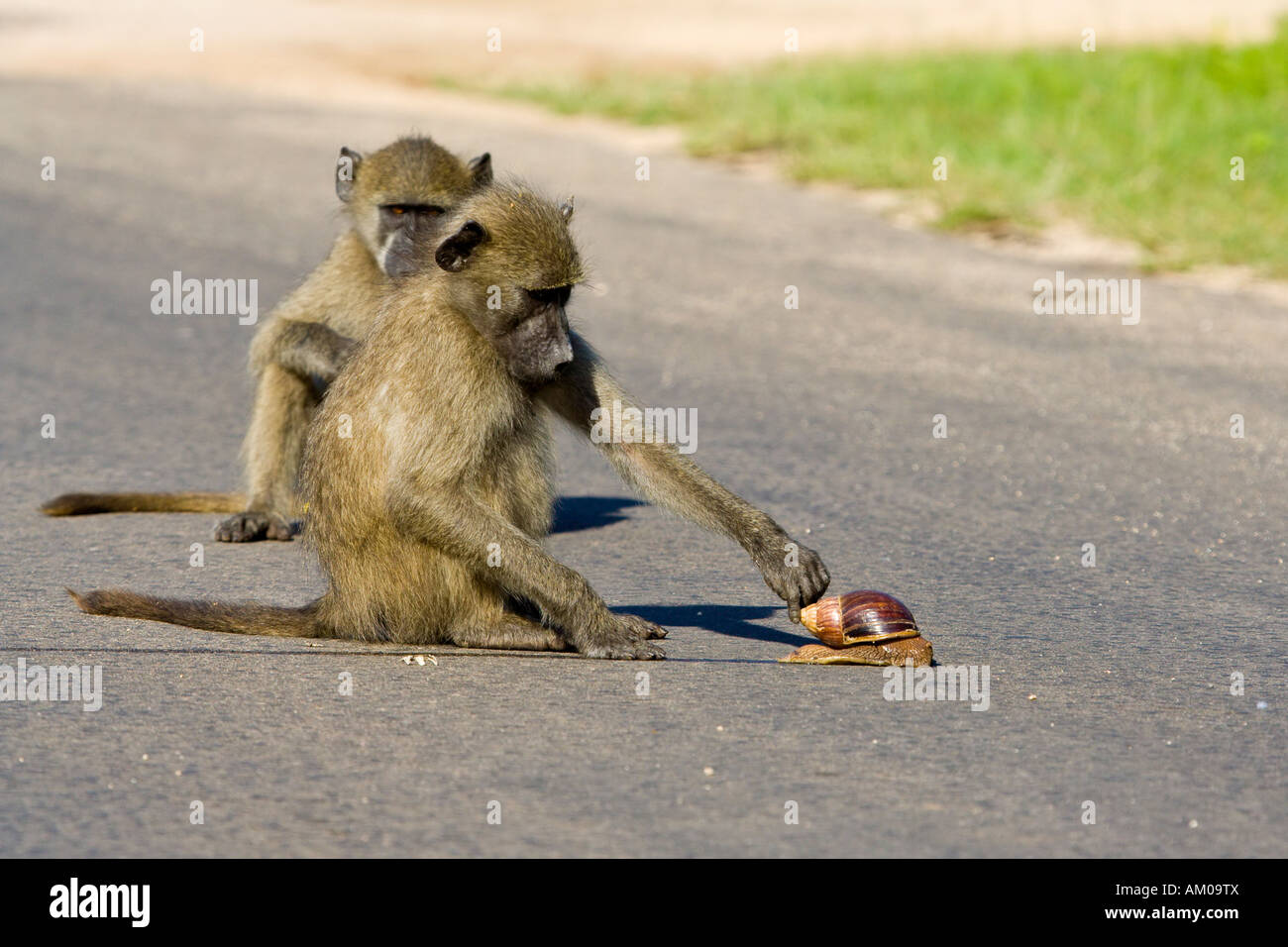 An inquisitive baboon inspects a giant land snail Stock Photo - Alamy