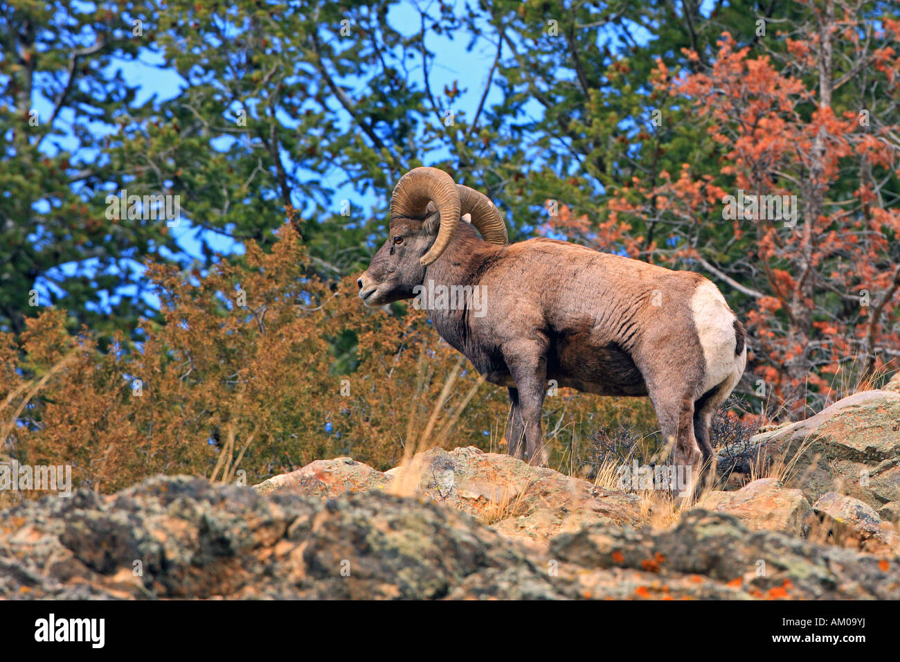 Bighorn Sheep Ram Stock Photo - Alamy