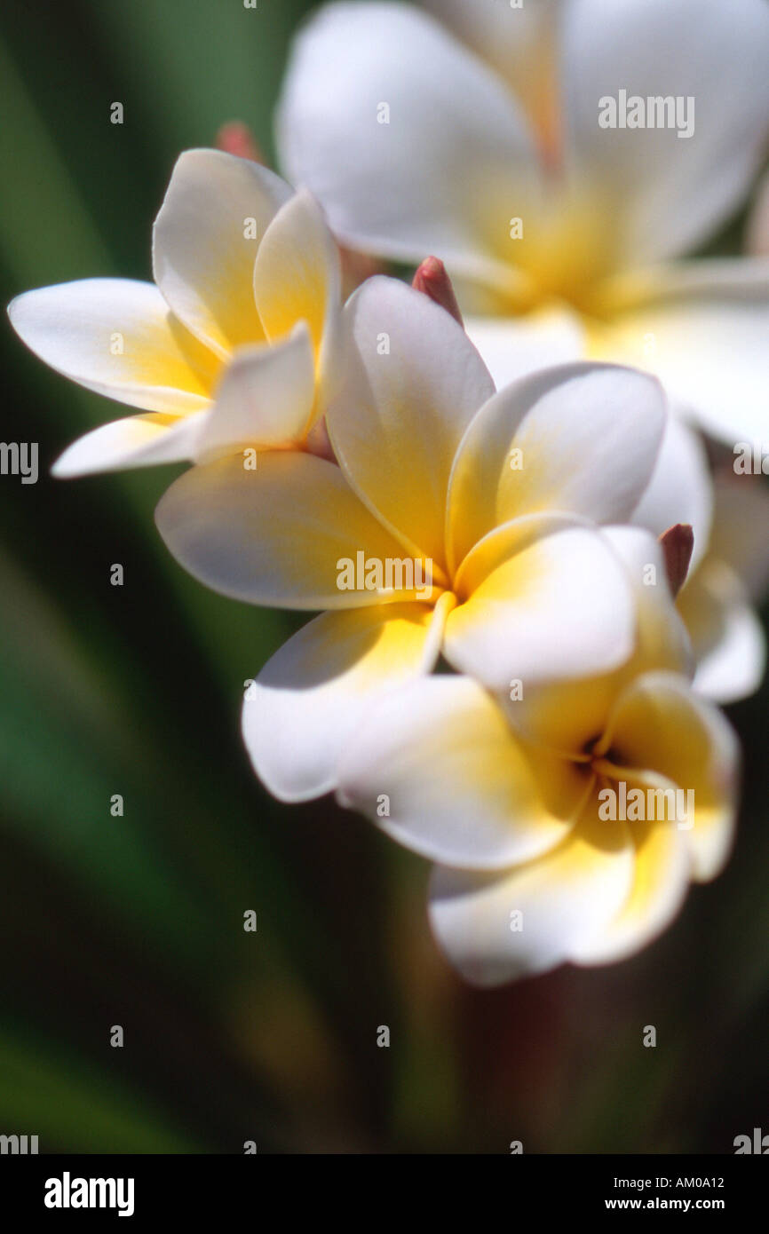 Frangipane plumeria hi-res stock photography and images - Alamy