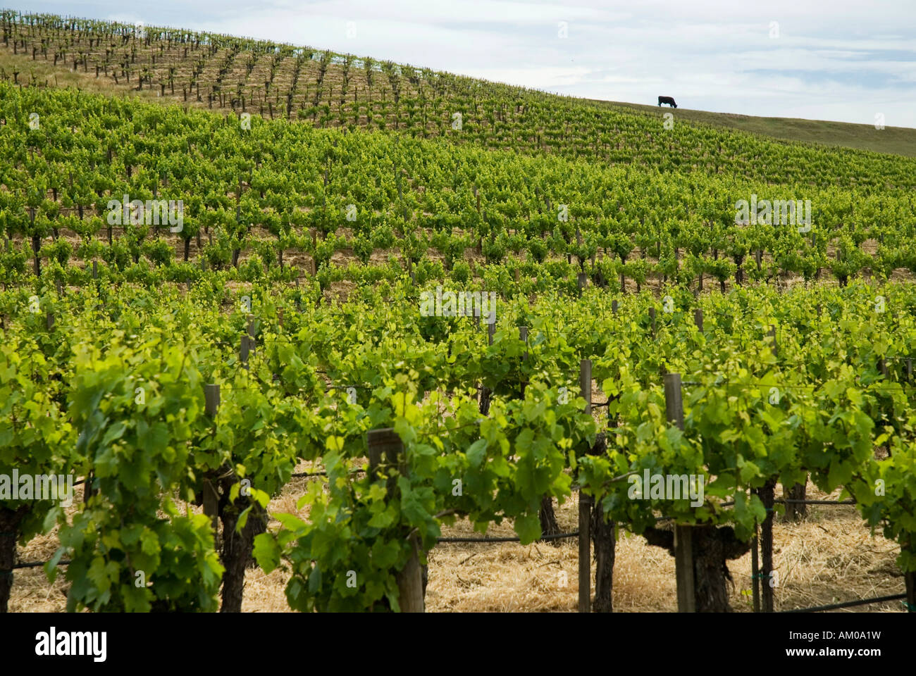 California wine regions hi-res stock photography and images - Alamy