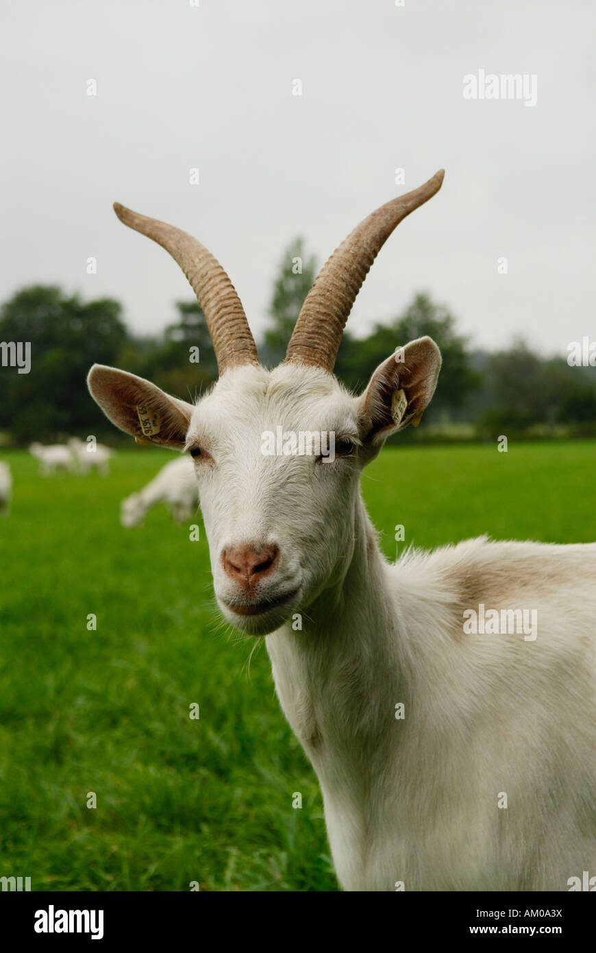 Goat horn hi-res stock photography and images - Alamy