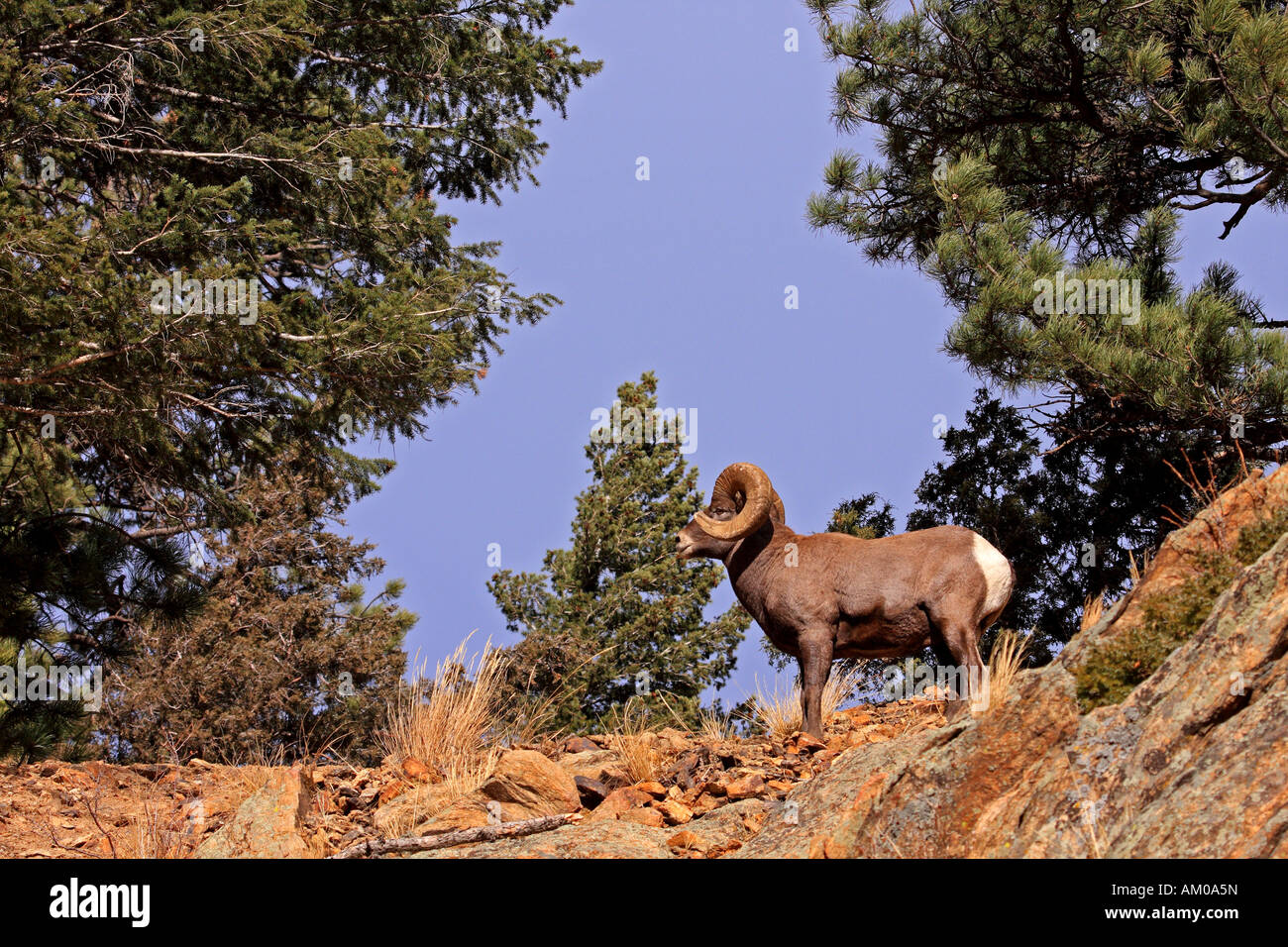 Bighorn Sheep Ram Stock Photo - Alamy