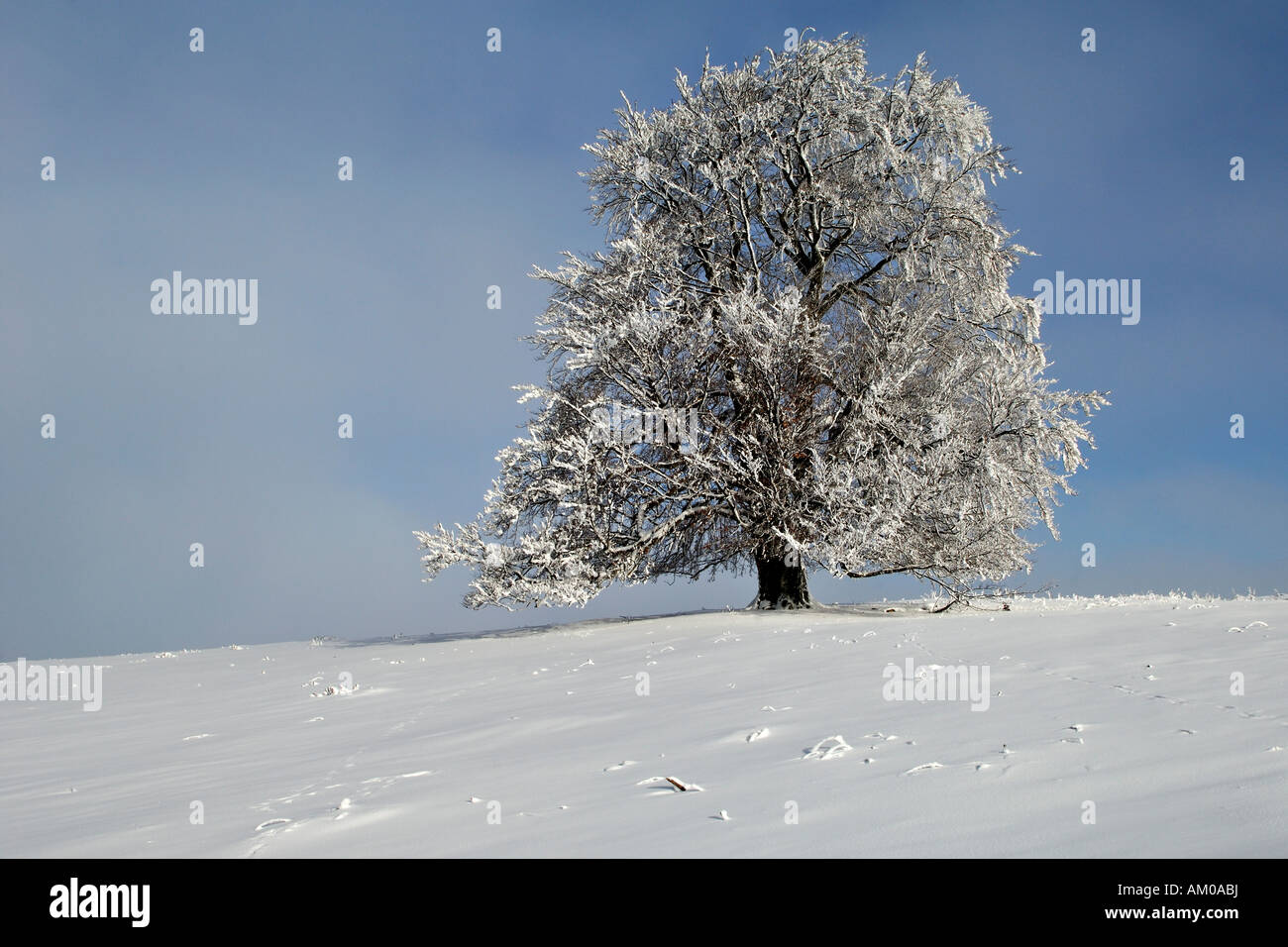Buchen baum bäume beech fagus tree trees hi-res stock photography and ...