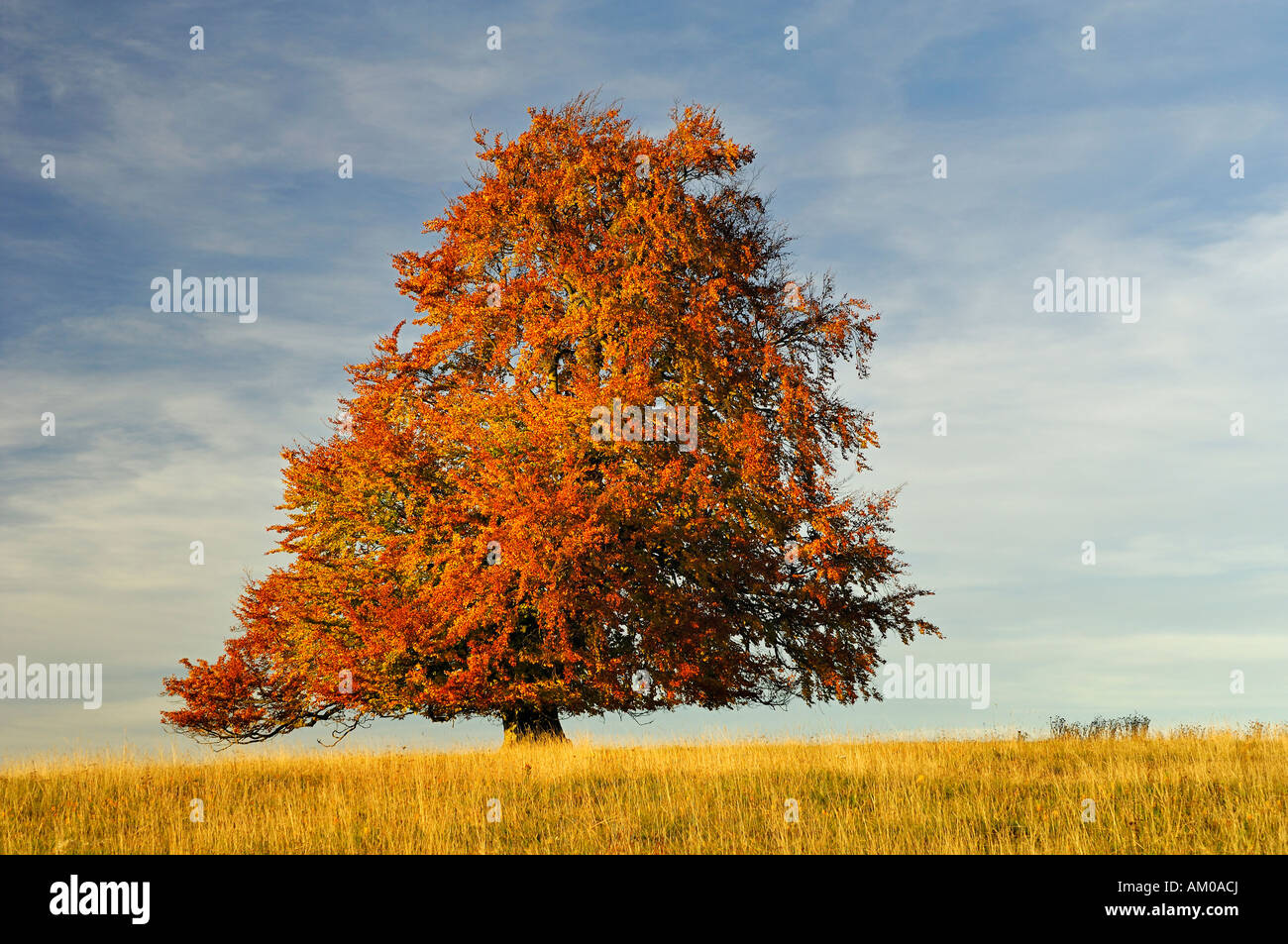 Common Beech (Fagus sylvatica) with autumn foliage Stock Photo - Alamy
